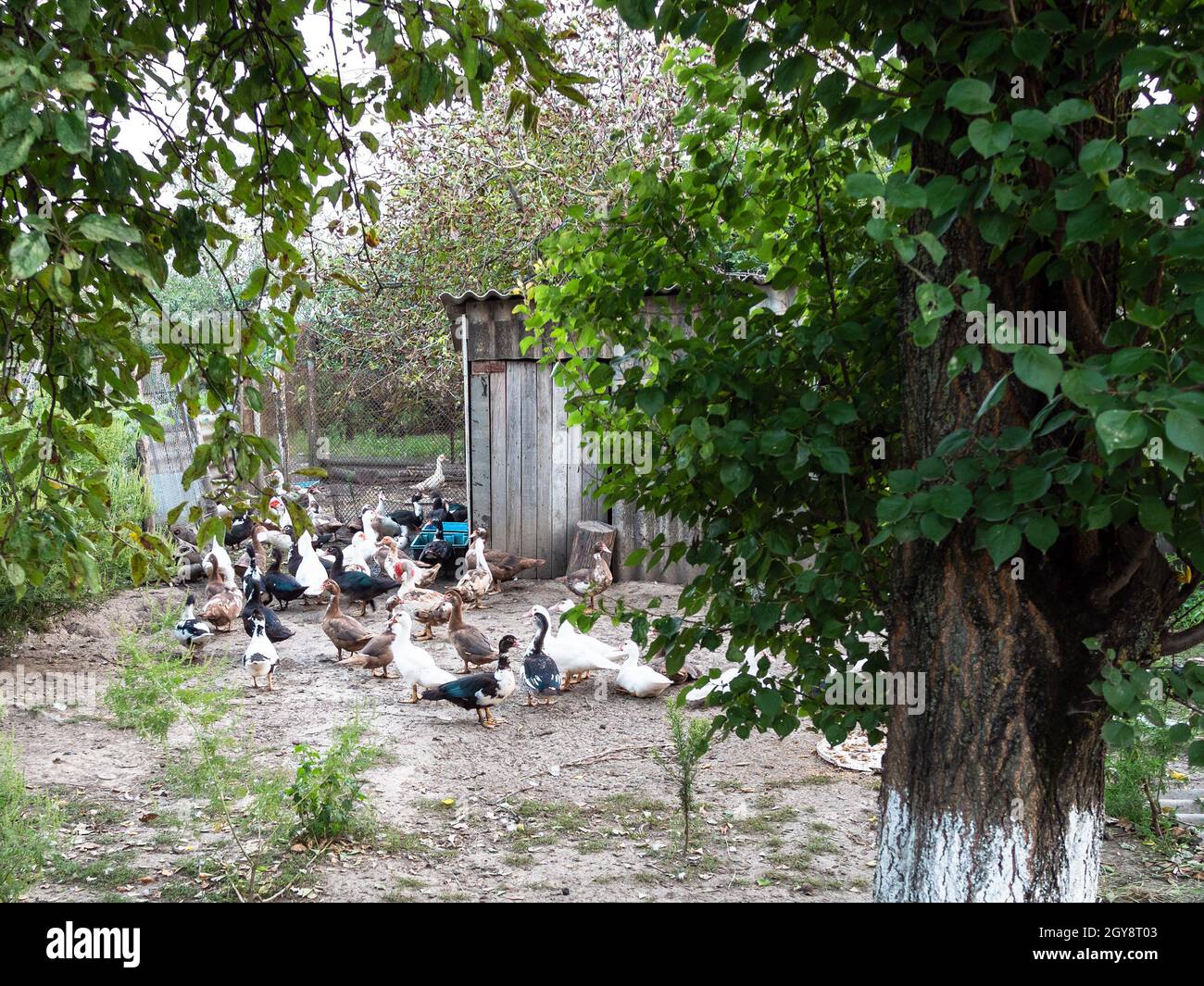 birds return to poultry yard in village on autumn evening Stock Photo ...