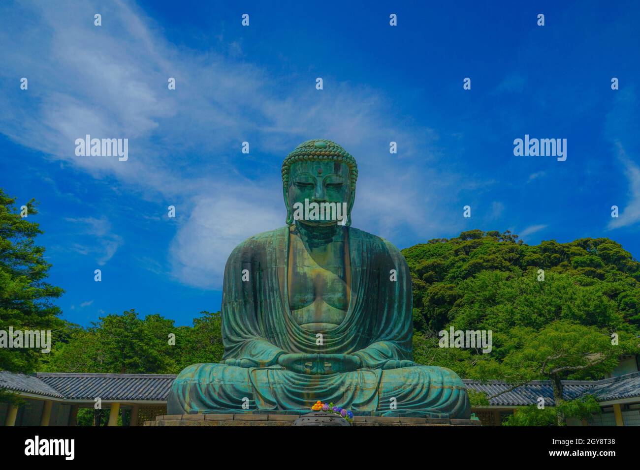Early summer of the Great Buddha of Kamakura, which was wrapped in ...
