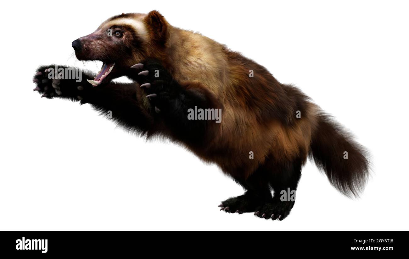 3D rendering of a wolverine isolated on white background Stock Photo ...