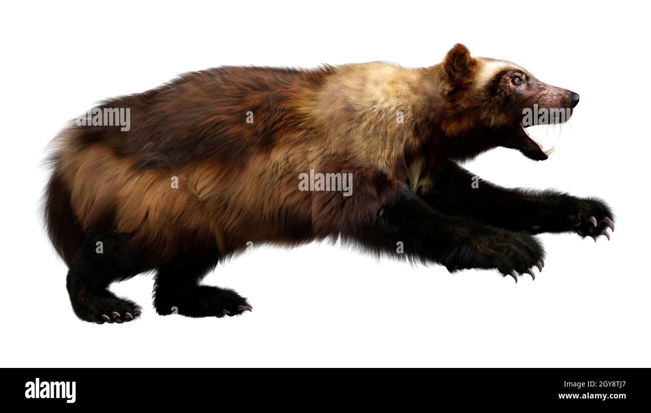 3D rendering of a wolverine isolated on white background Stock Photo ...