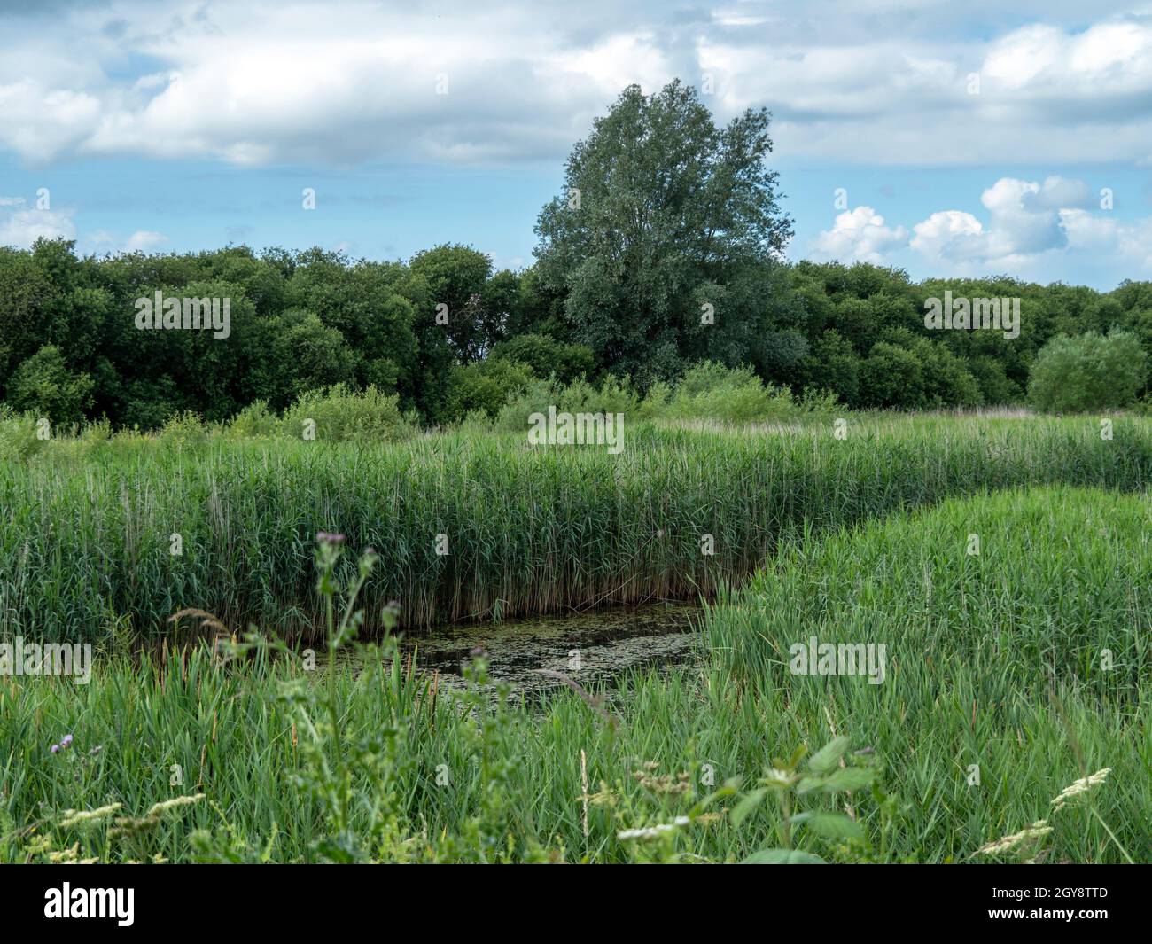 Wetland habitat with green summer vegetation at Tophill Low Nature ...