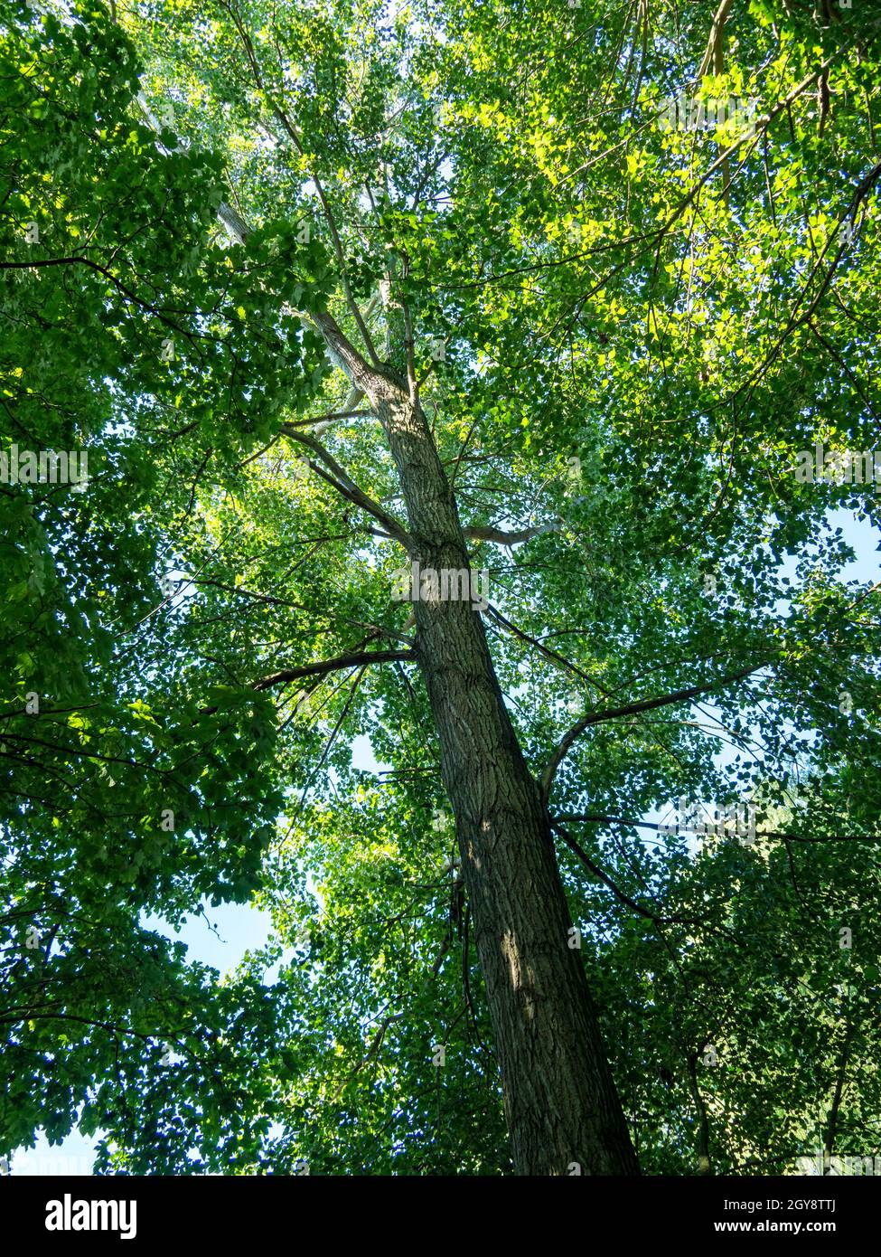 Tall tree with gree summer foliage and sunlight filtering through seen ...