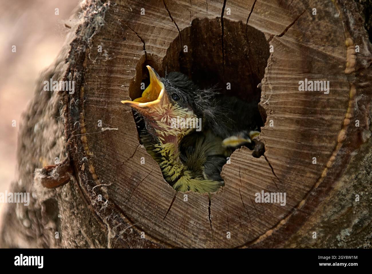 Small bird in a nest inside a tree. Wood, close-up, detail and macro ...