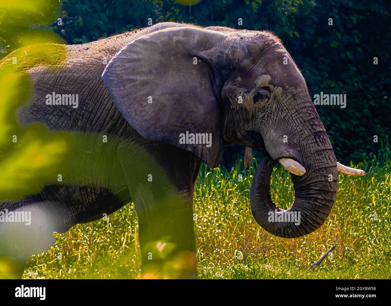 Elephant food having hi-res stock photography and images - Alamy