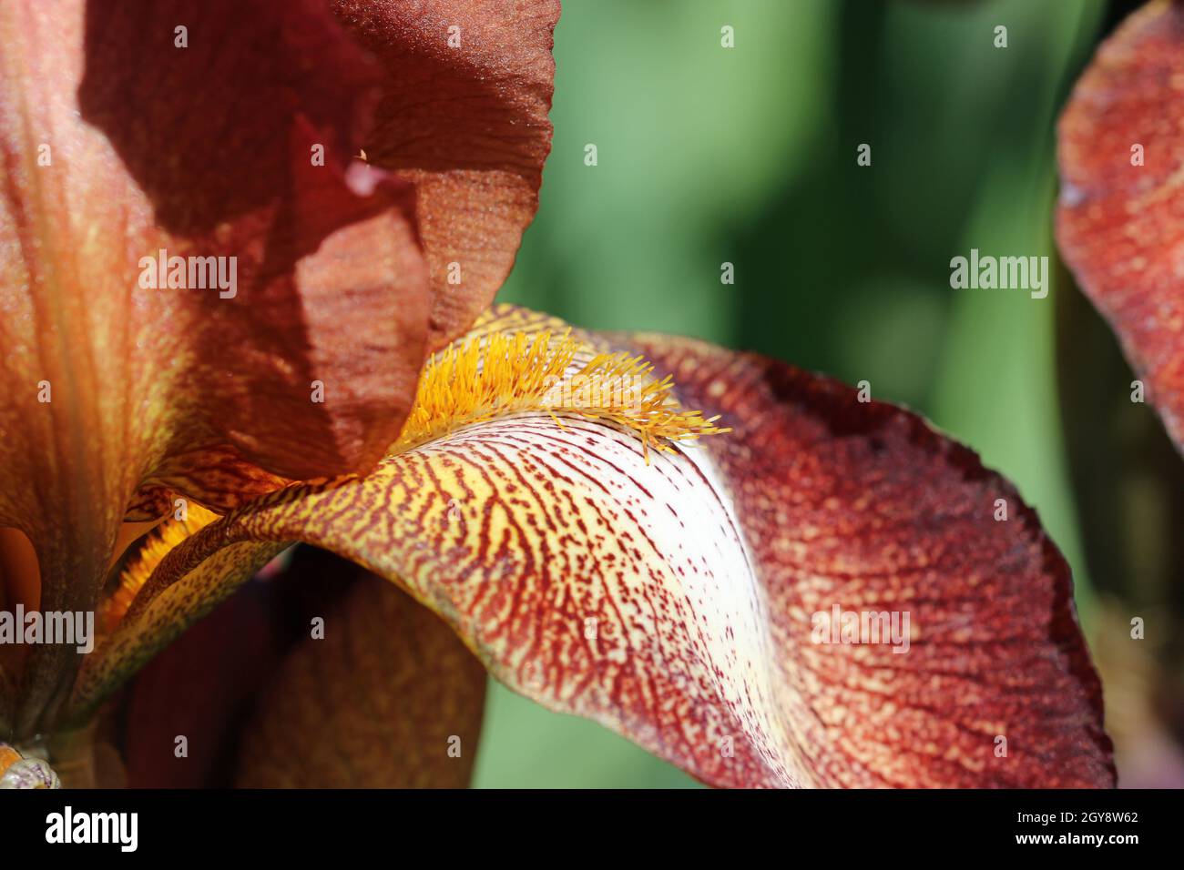 Brown bearded iris, Iris germanica variety Kent Pride, flower close up ...