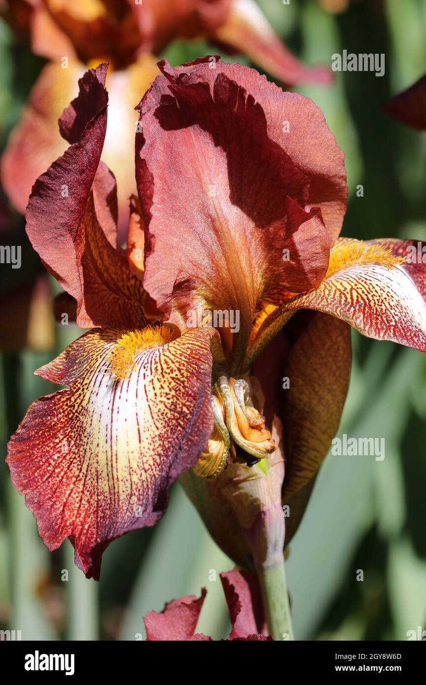 Brown bearded iris, Iris germanica variety Kent Pride, flower with a ...
