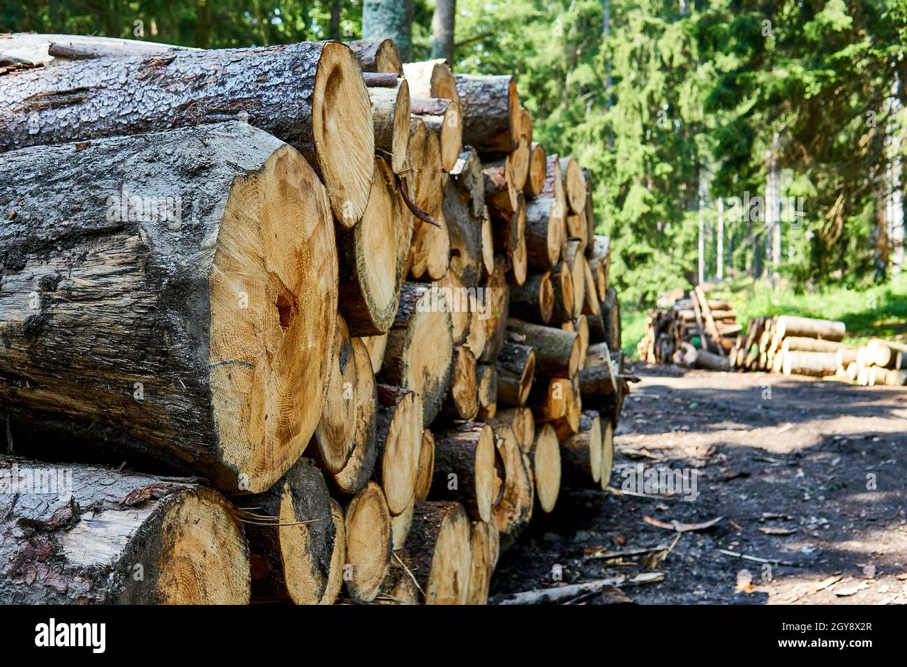 Huge pile of firewood in the forest Stock Photo - Alamy