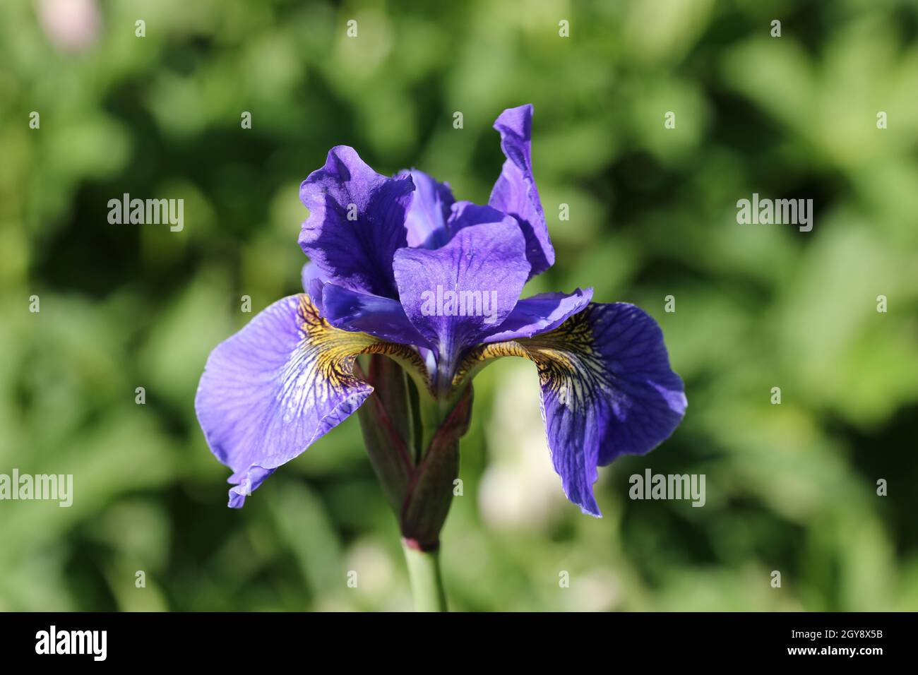 Blue siberian iris, Iris sibirica variety Cambridge, flower in close up ...