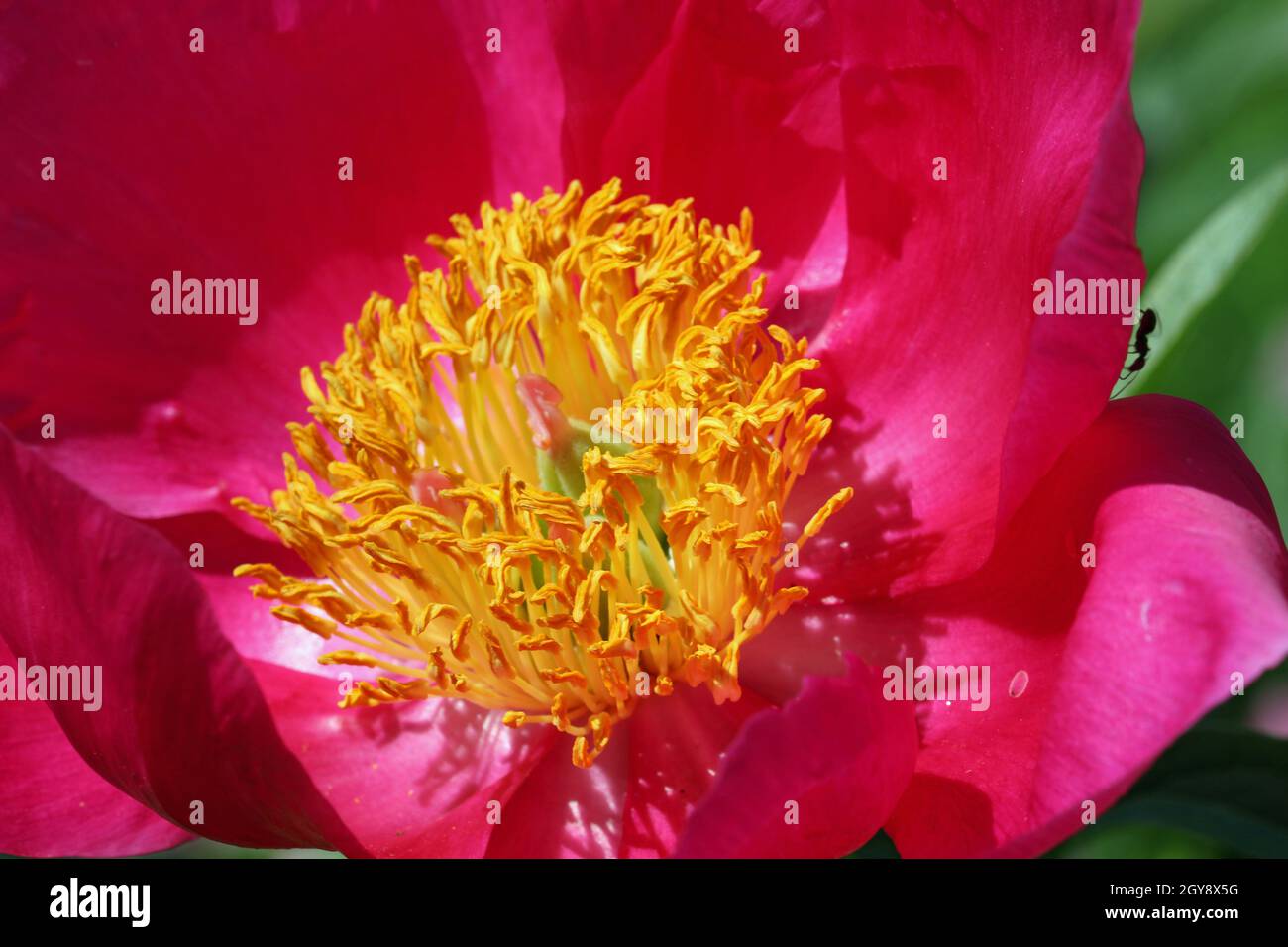 Deep pink single peony, Paeonia species, flower in close up with a ...