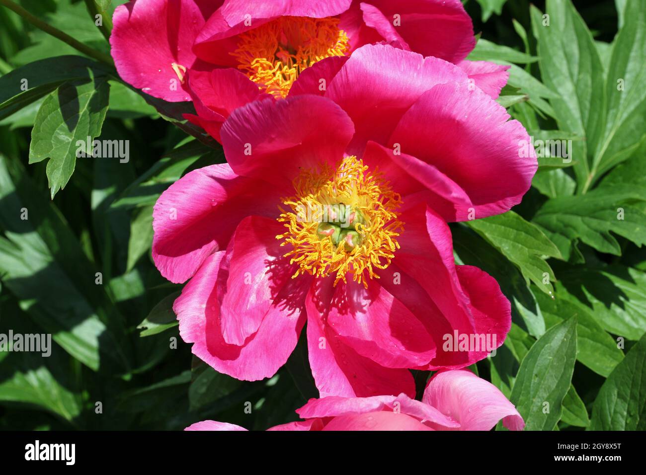 Deep pink single peony, Paeonia species, flowers in close up with a ...