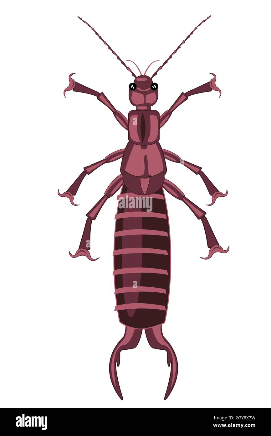 Vector illustration bad insect earwig cartoon Stock Photo - Alamy