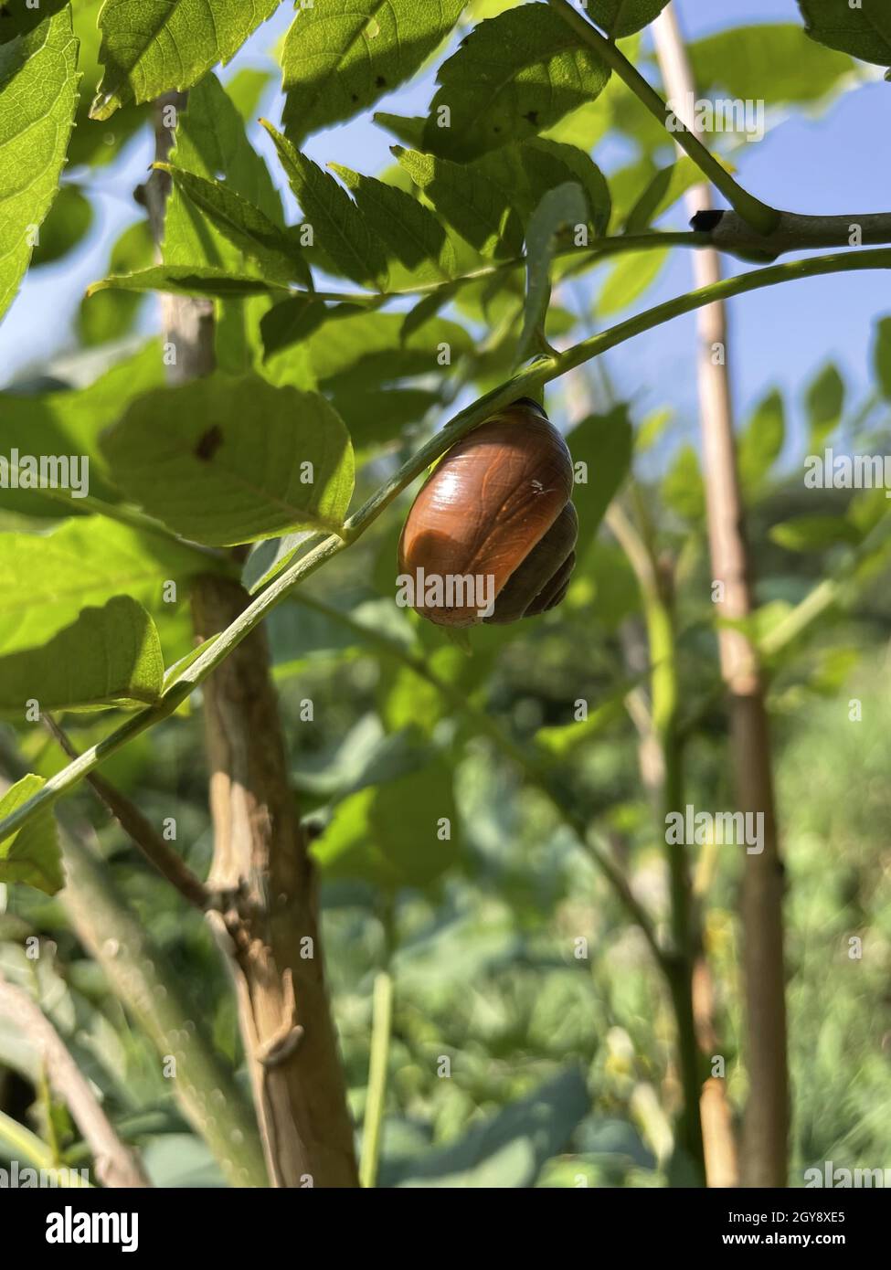 Closeup shot of a snail on a tree in a garden Stock Photo - Alamy