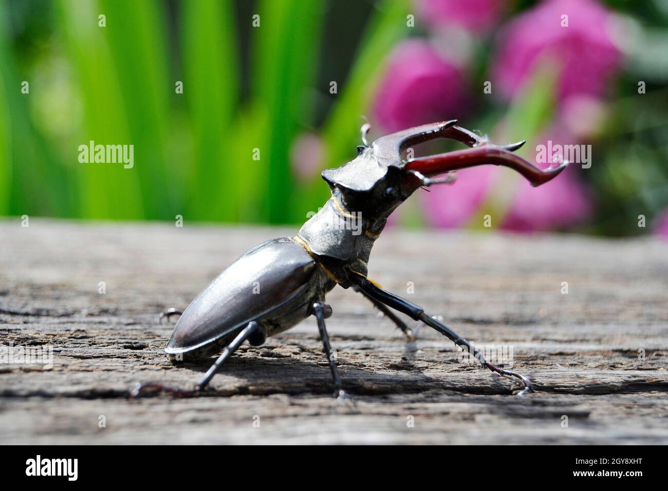 Phalacrognathus muelleri hi-res stock photography and images - Alamy