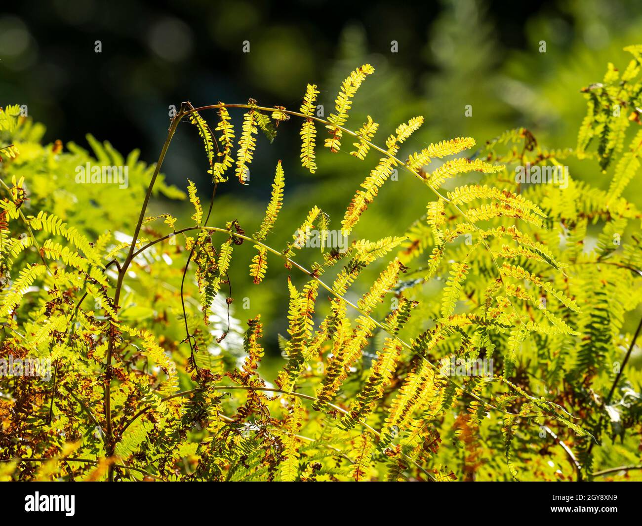Backlit Bracken fronds at Minsmere, Suffolk, UK Stock Photo - Alamy