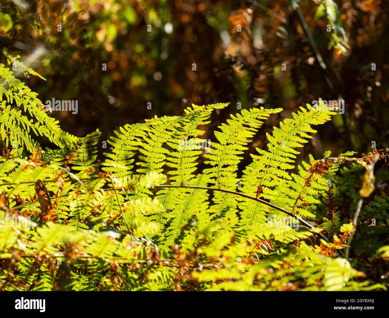 Backlit Bracken fronds at Minsmere, Suffolk, UK Stock Photo - Alamy
