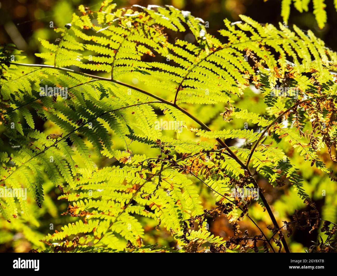 Backlit Bracken fronds at Minsmere, Suffolk, UK Stock Photo - Alamy