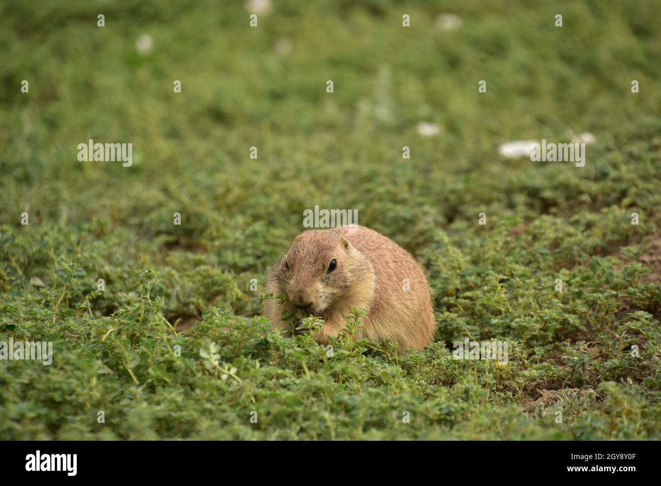 Adorable prairie dog eating some of the lush ground cover around their ...