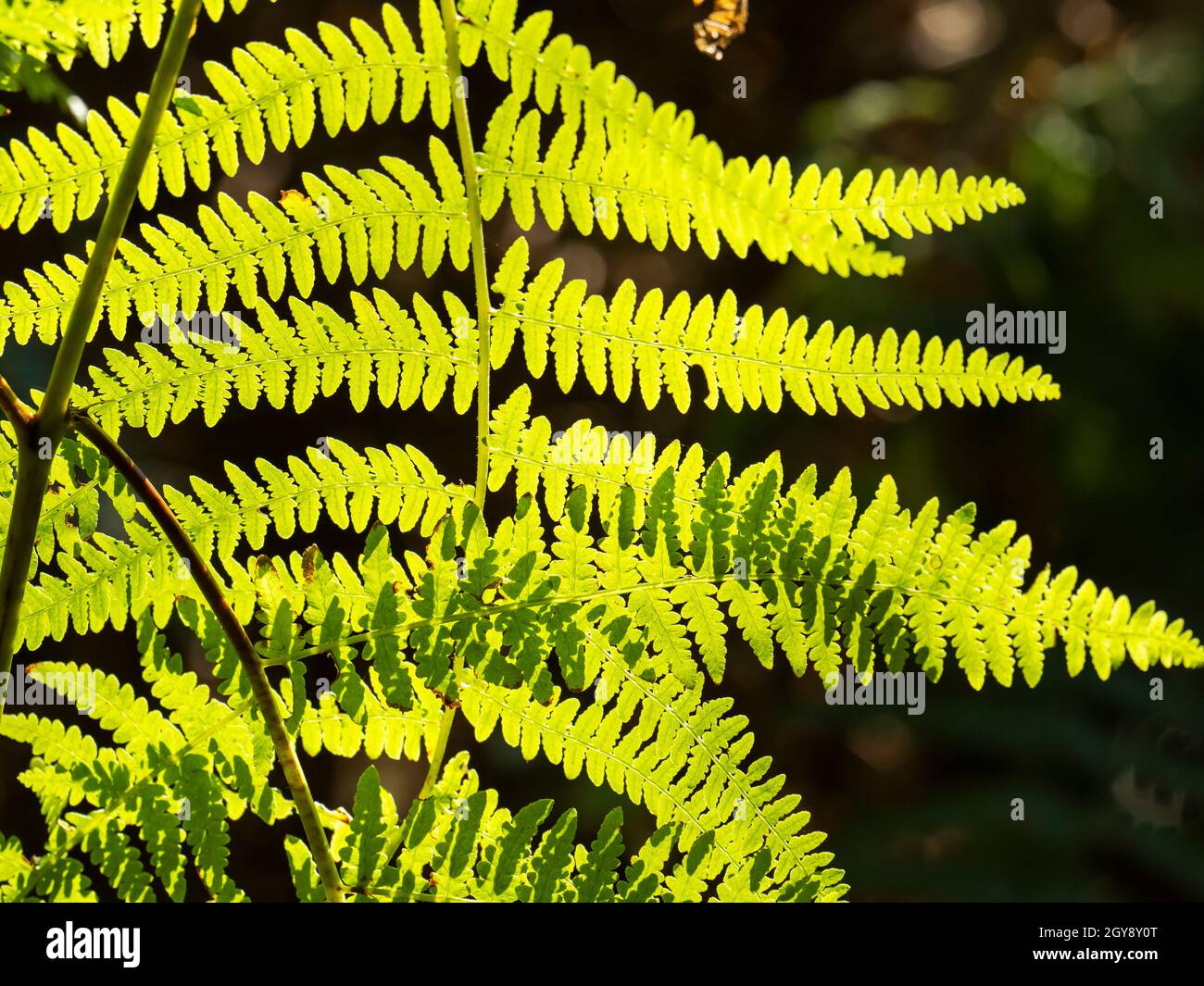 Backlit Bracken fronds at Minsmere, Suffolk, UK Stock Photo - Alamy