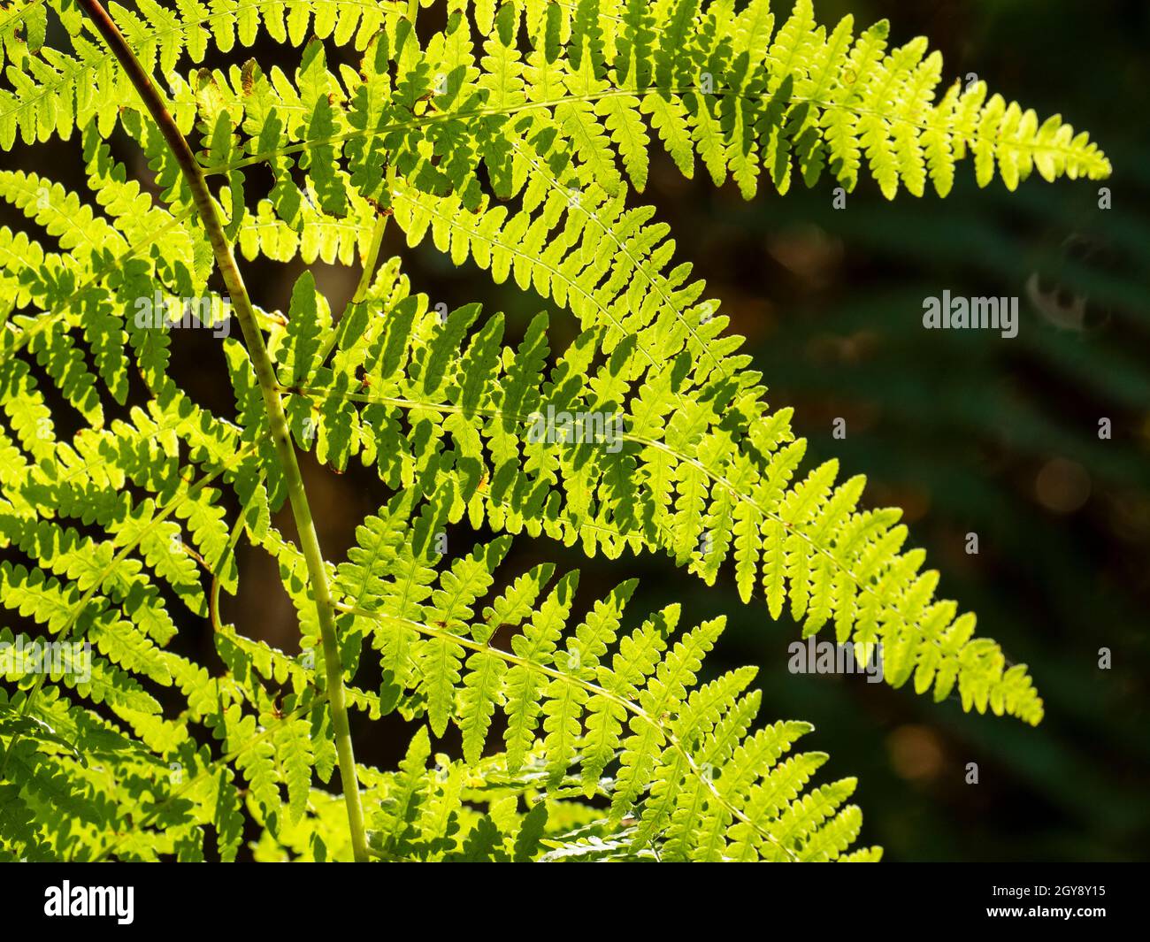 Backlit Bracken fronds at Minsmere, Suffolk, UK Stock Photo - Alamy