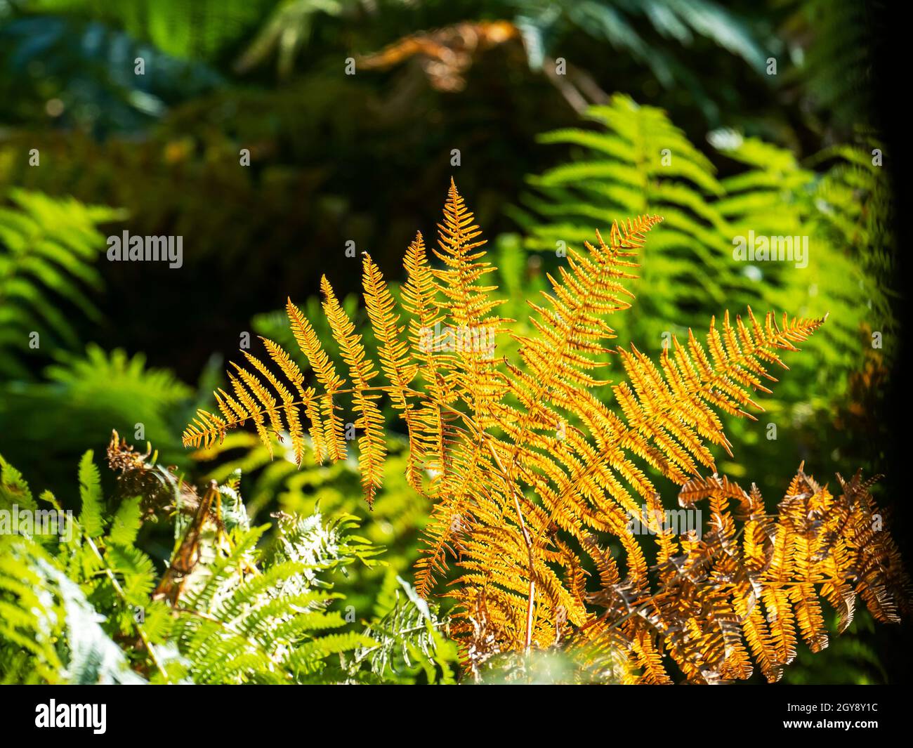 Backlit Bracken fronds at Minsmere, Suffolk, UK Stock Photo - Alamy