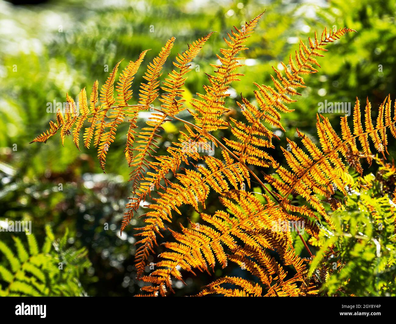 Backlit Bracken fronds at Minsmere, Suffolk, UK Stock Photo - Alamy