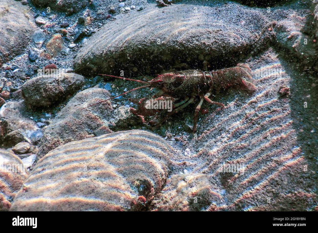 Closeup freshwater crayfish underwater (Astacus astacus Stock Photo - Alamy