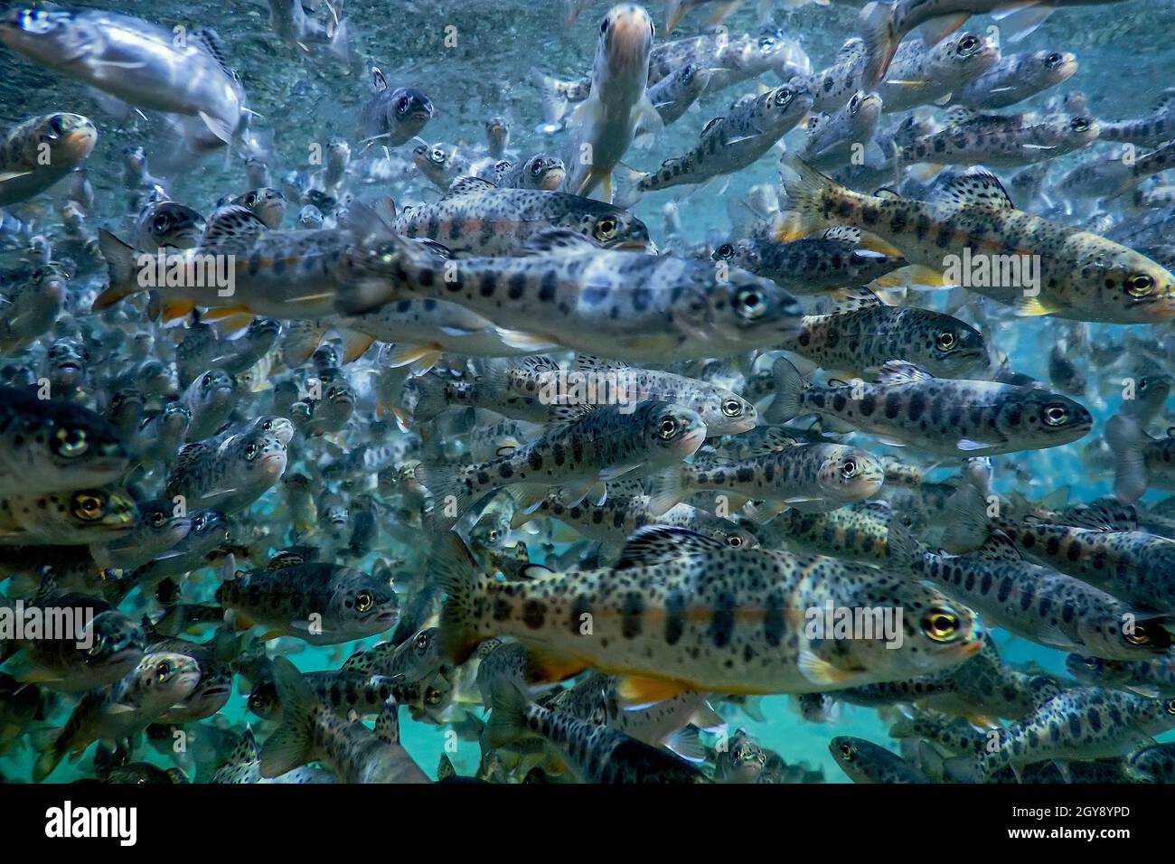 River Trout swim underwater, Trout underwater scene, Trout farm Stock ...