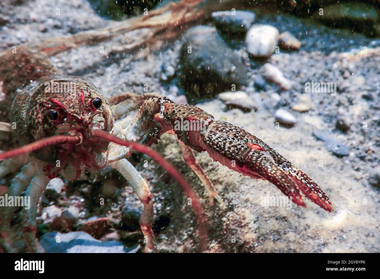 Freshwater shrimp swimming hi-res stock photography and images - Alamy