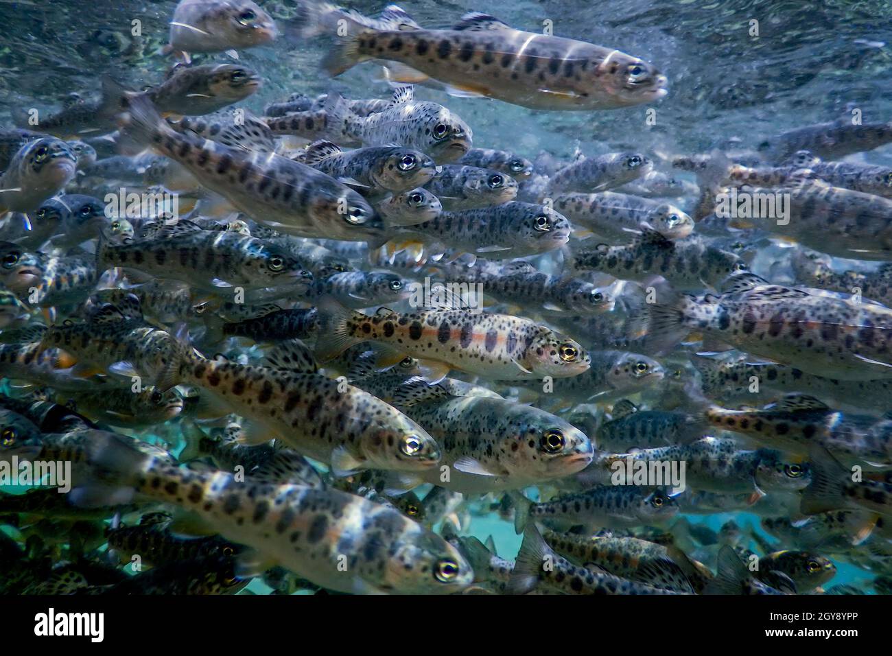 River Trout swim underwater, Trout underwater scene, Trout farm Stock ...