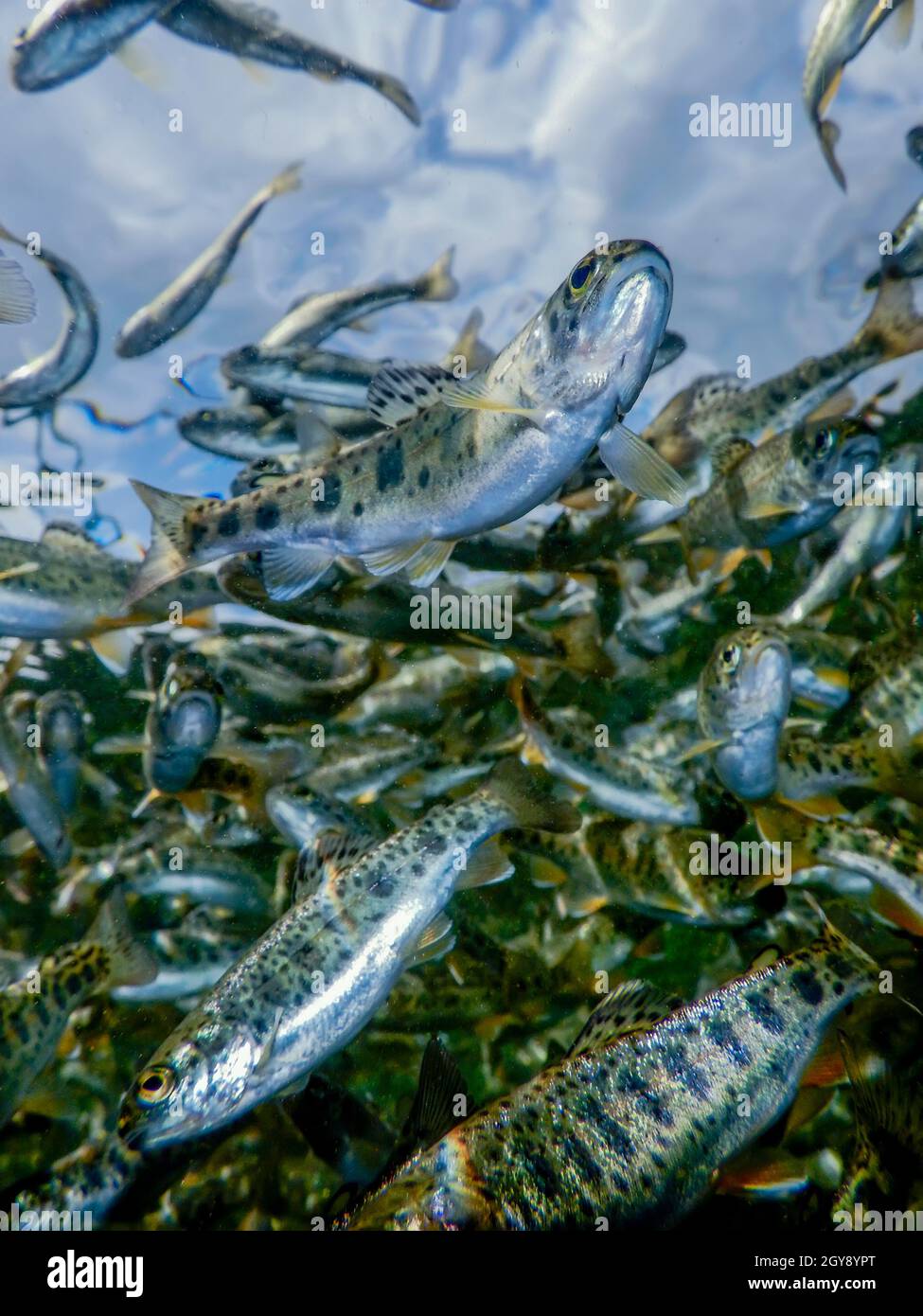 River Trout swim underwater, Trout underwater scene, Trout farm Stock ...