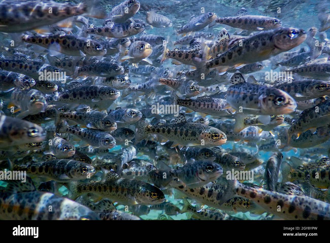 River Trout swim underwater, Trout underwater scene, Trout farm Stock ...