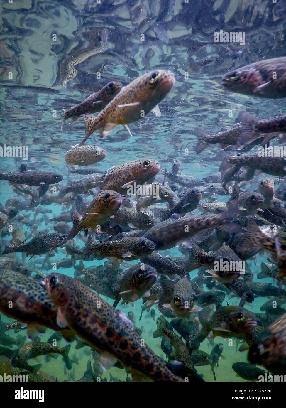 River Trout swim underwater, Trout underwater scene, Trout farm Stock ...