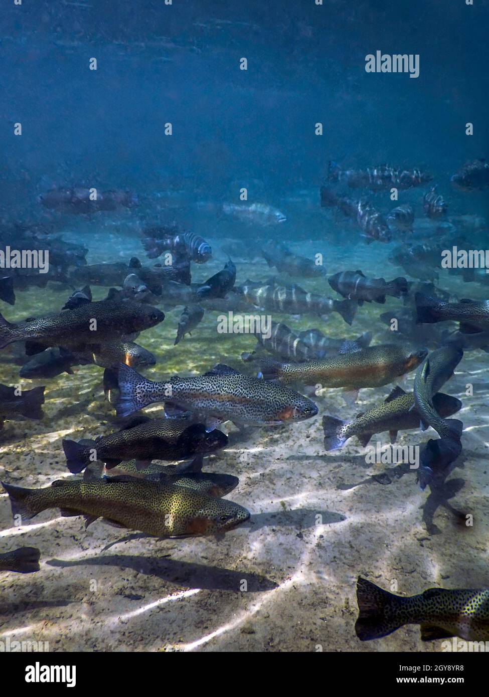 River Trout swim underwater, Trout underwater scene, Trout farm Stock ...