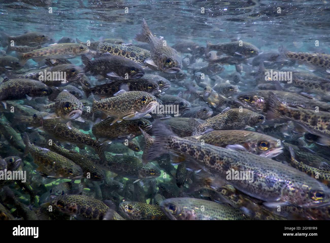 River Trout swim underwater, Trout underwater scene, Trout farm Stock ...
