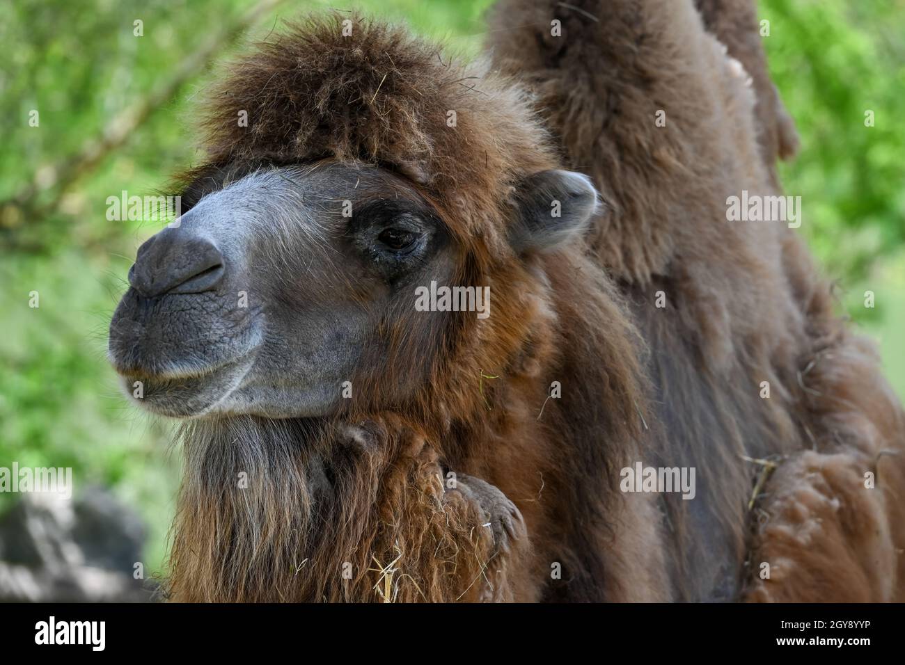 Camel hide hi-res stock photography and images - Alamy