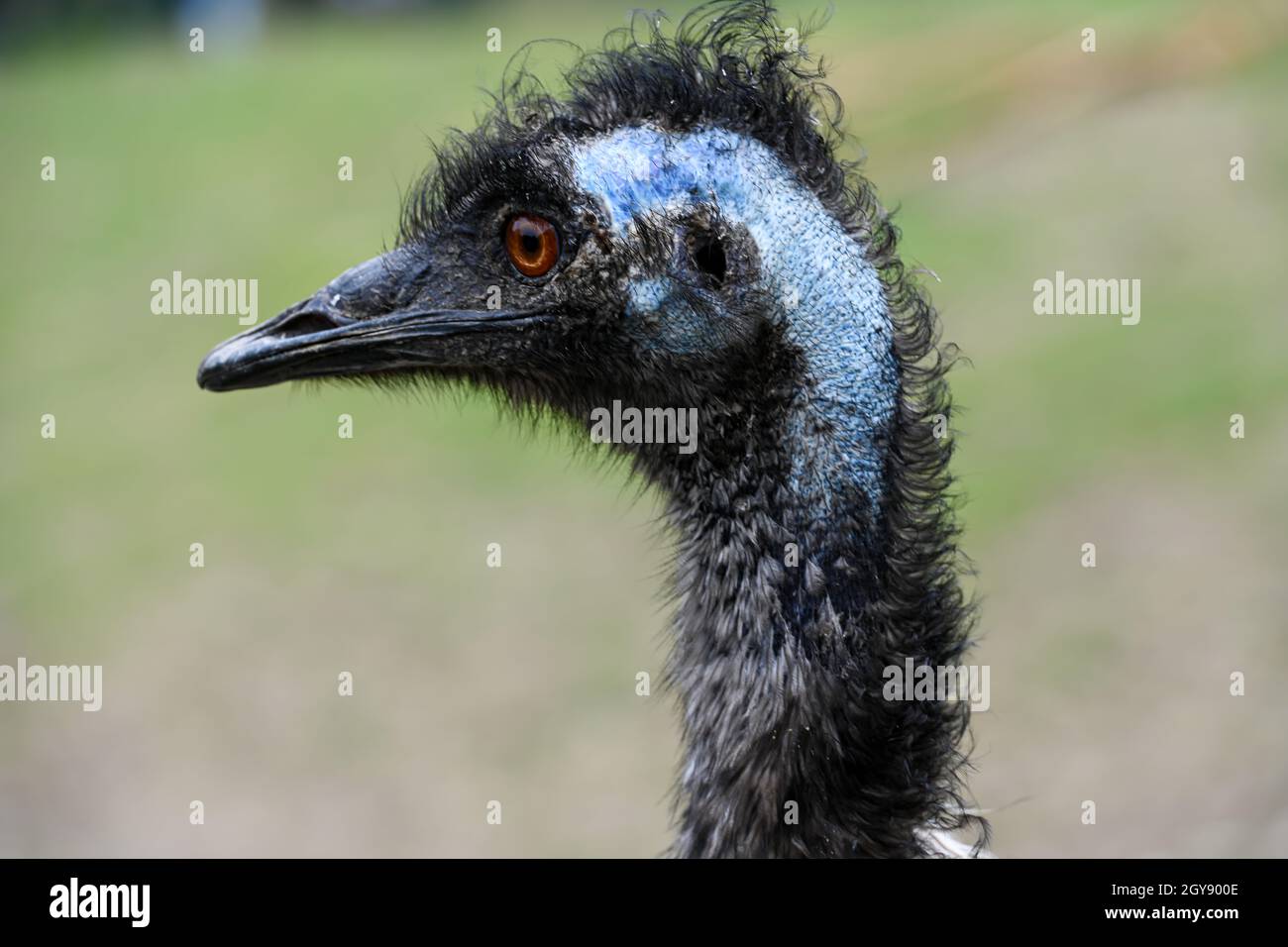 birds of Africa Nandu Stock Photo - Alamy