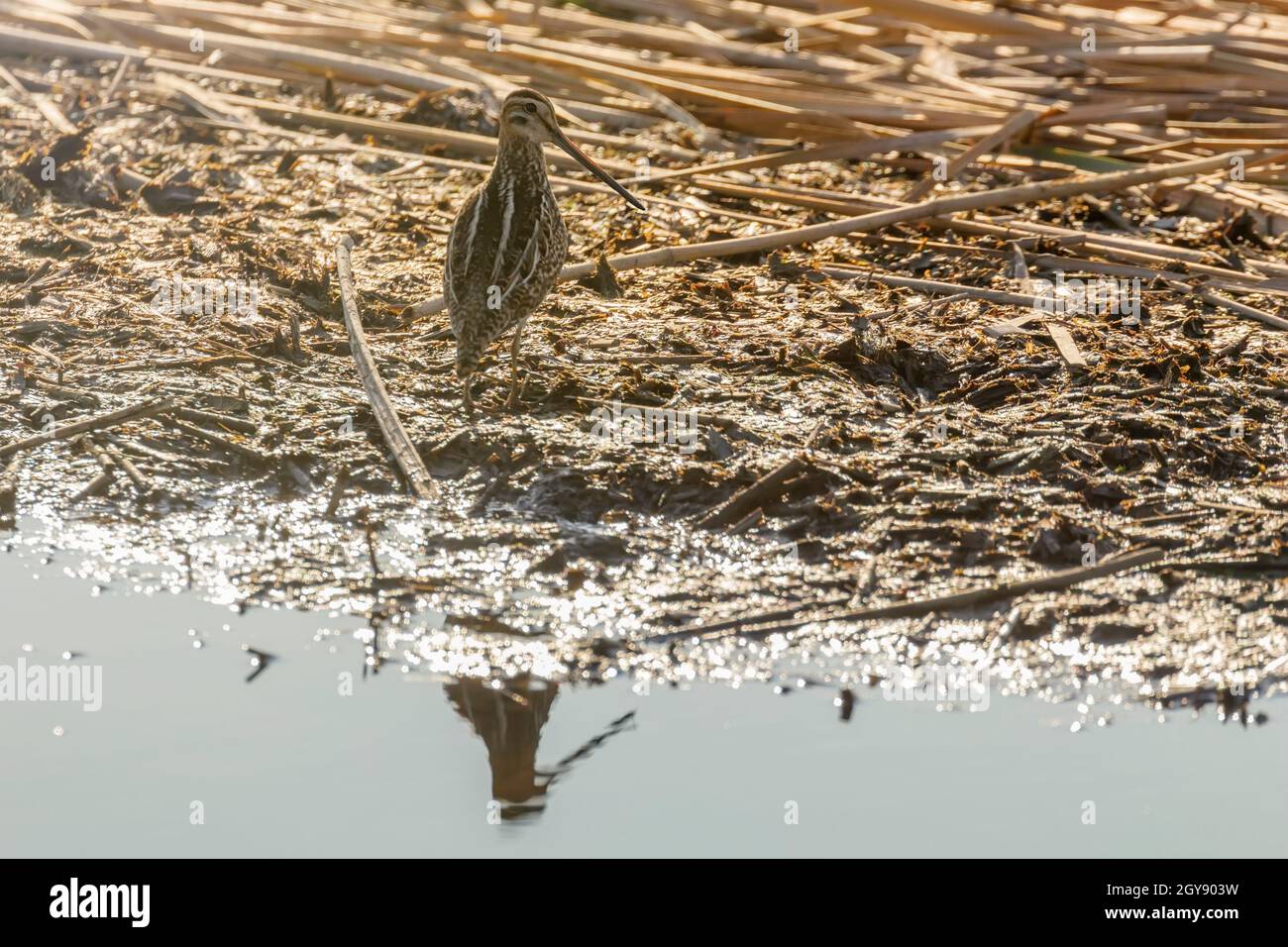 Common Snipe natural environment (Gallinago gallinago Stock Photo - Alamy