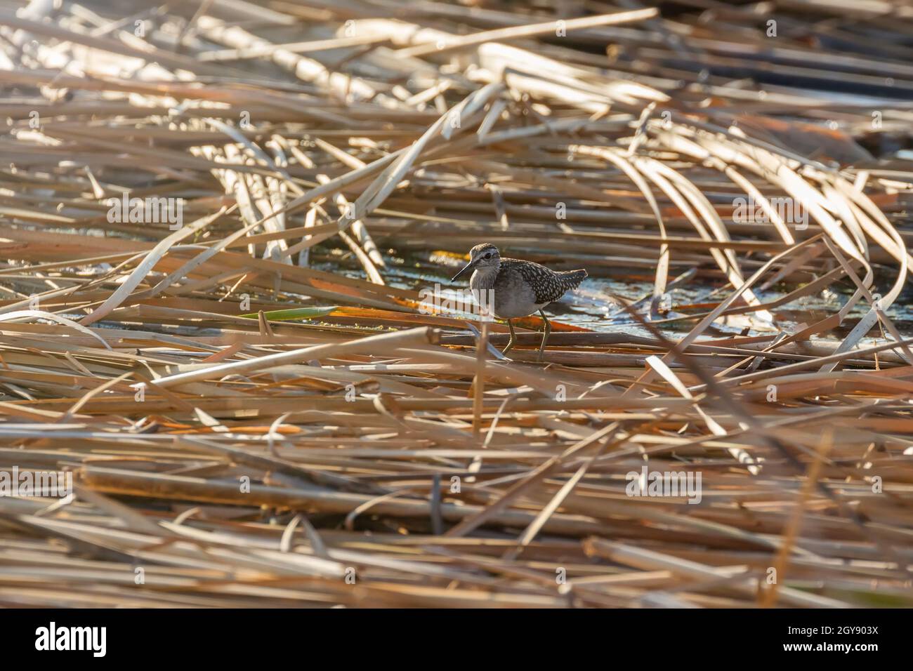 Sandpiper, Wood Sandpiper (Tringa glareola) Wader Bird Sandpiper Stock ...