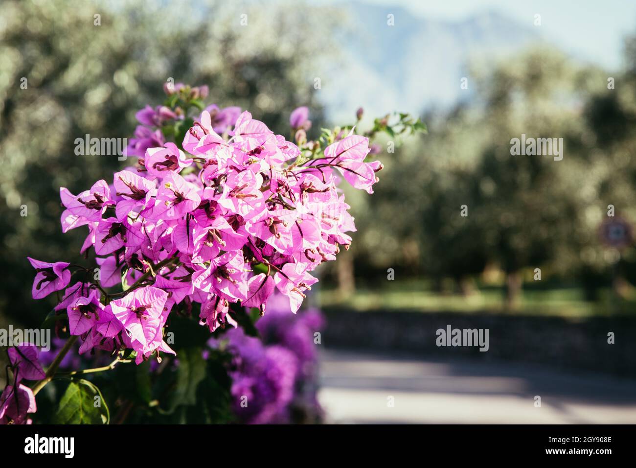 Pink flowers in italy hi-res stock photography and images - Alamy