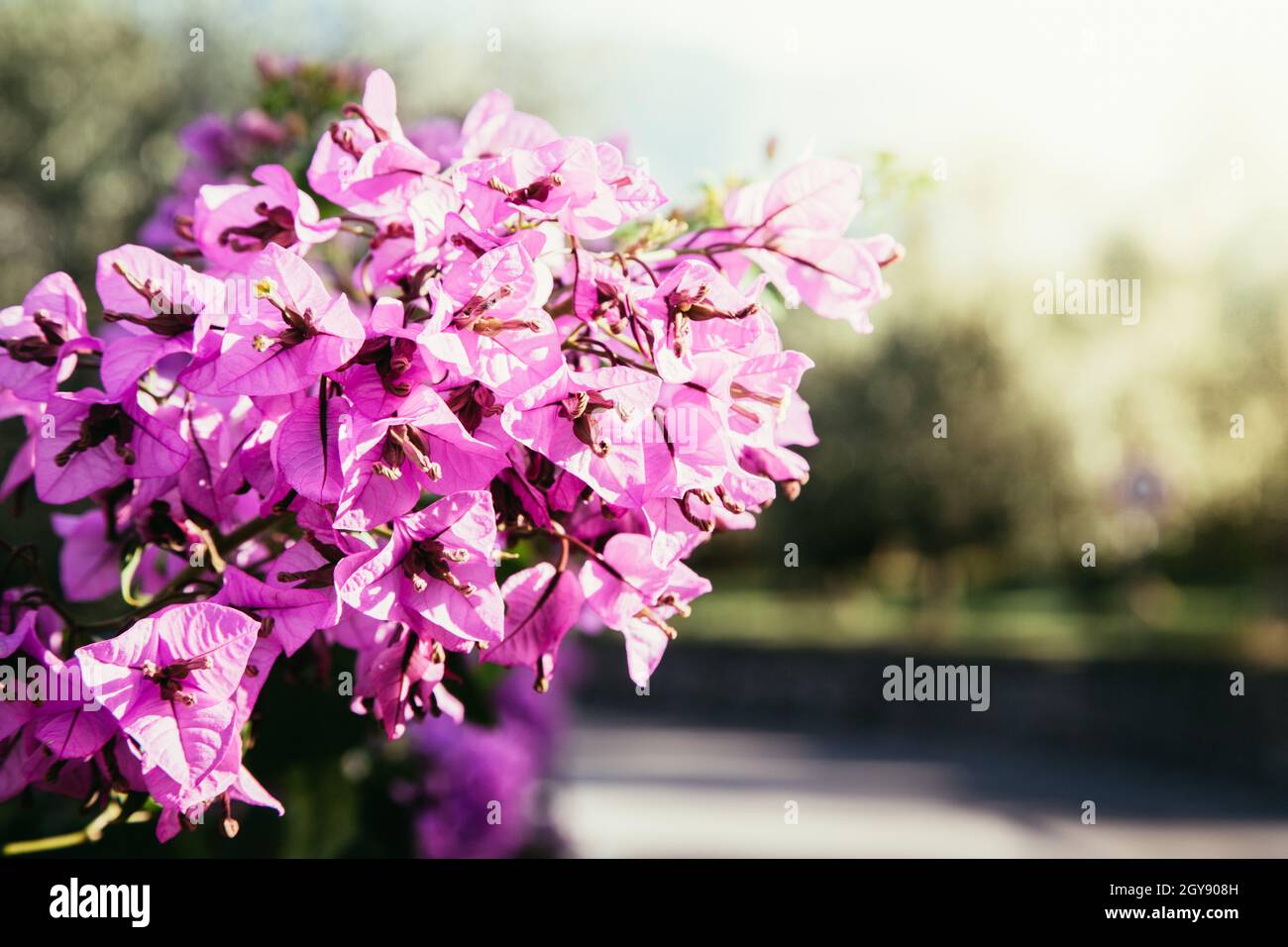 Pink flowers in italy hi-res stock photography and images - Alamy