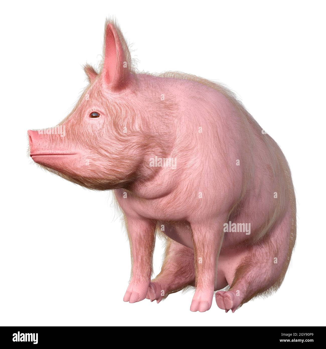 3D rendering of a pig isolated on white background Stock Photo - Alamy