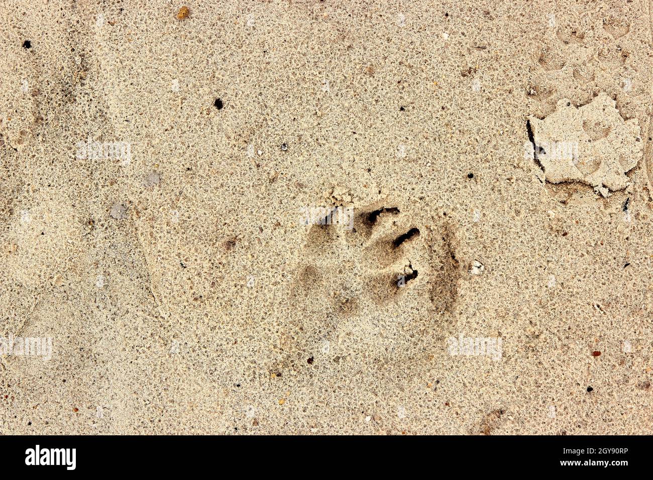 Dog paw print in beach sand, dog's footprint. Close-up of dog paw print on dry sand. Top view ...