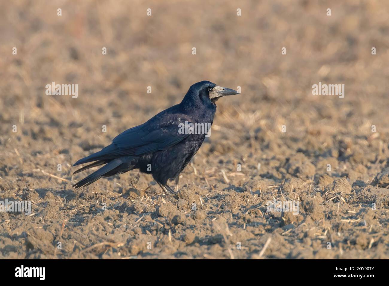 Rook on the field (Corvus frugilegus) Rook Bird Stock Photo - Alamy