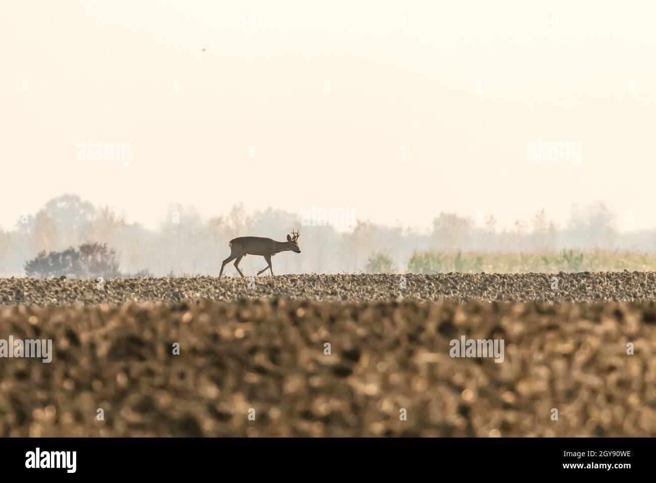 Roe Deer Buck Autumn (Capreolus capreolus) Wild Deer in Nature Stock ...