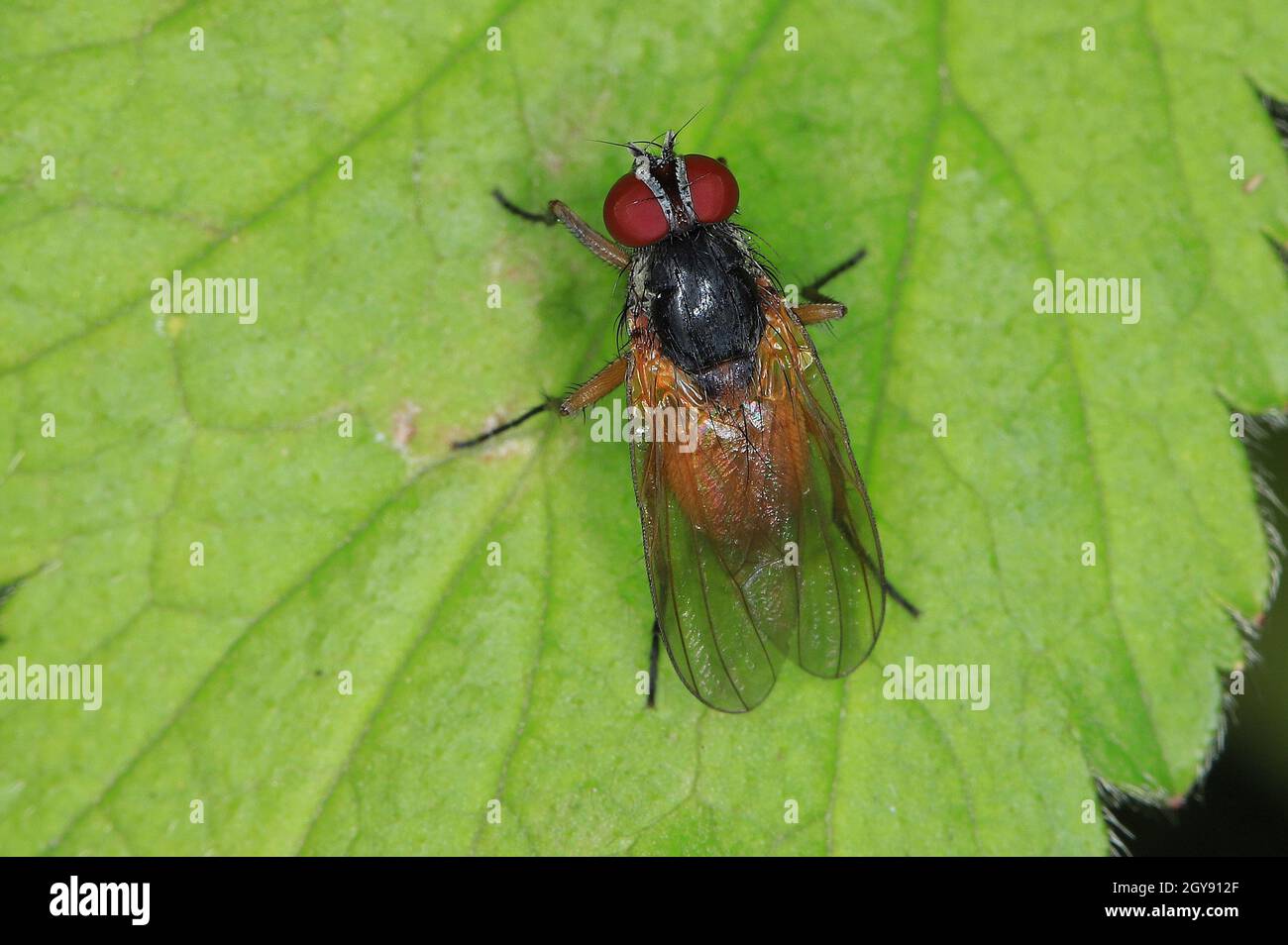 Fannia fly, Fannia lustrator,a fly species in the Fanniidae family ...