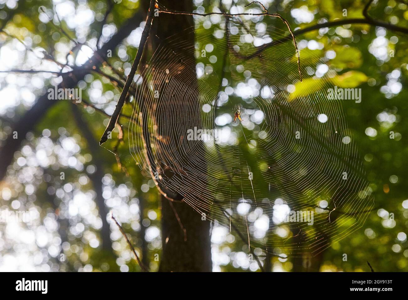 Creepy spider on a spider web in a forest framed by tree branches Stock ...