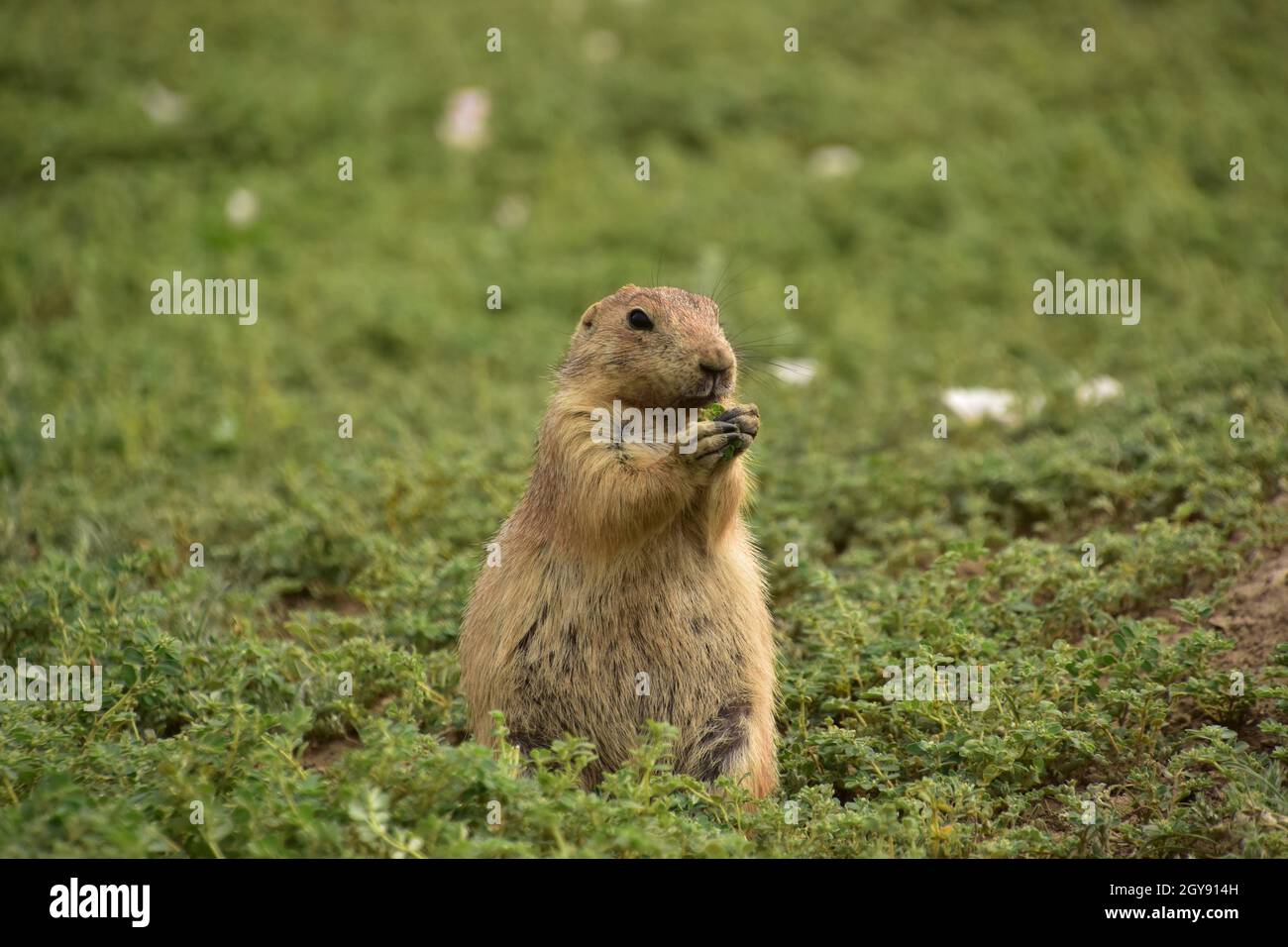 Black tailed prairie dog standing up on his legs eating vegetation ...