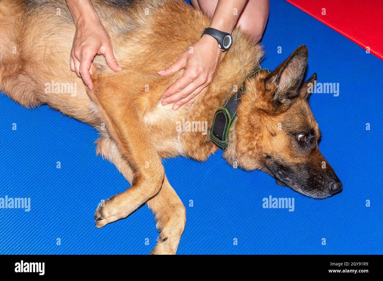 Animal physical therapy hi-res stock photography and images - Alamy