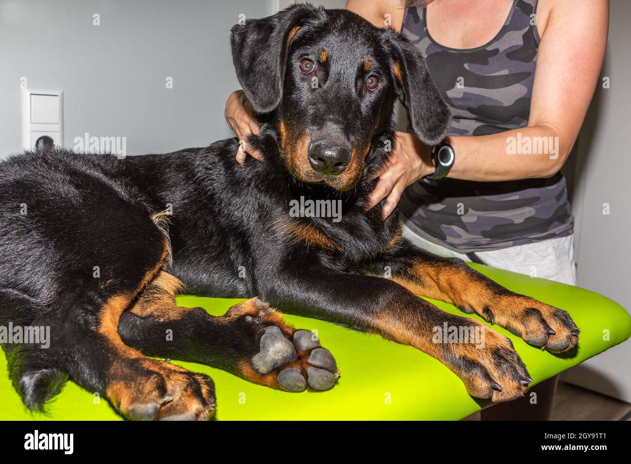 cute beauceron puppy dog portrait during treatment in vets office Stock ...