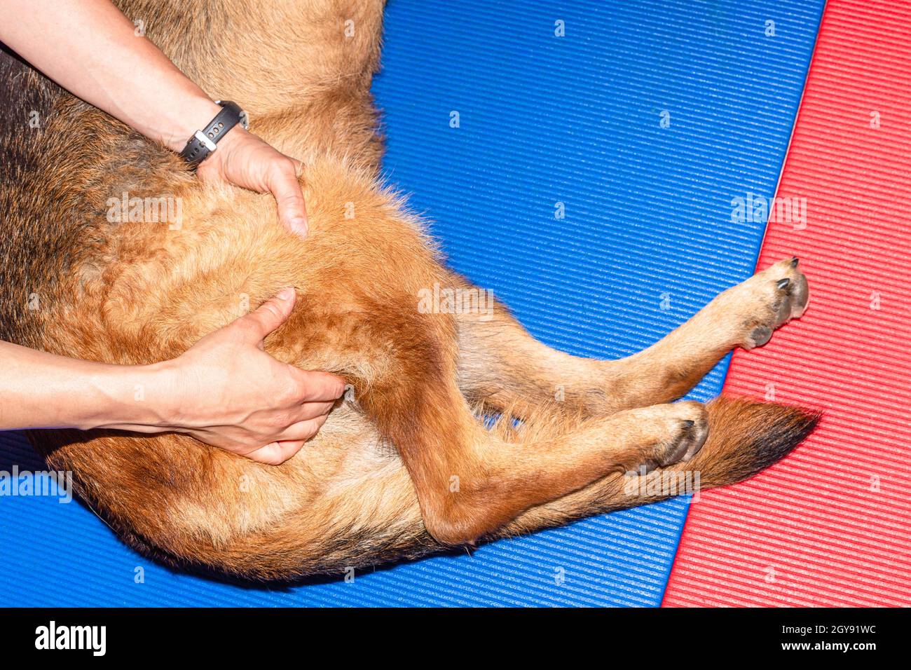 rear legs of a german shepherd dog gettting a manual treatment Stock ...